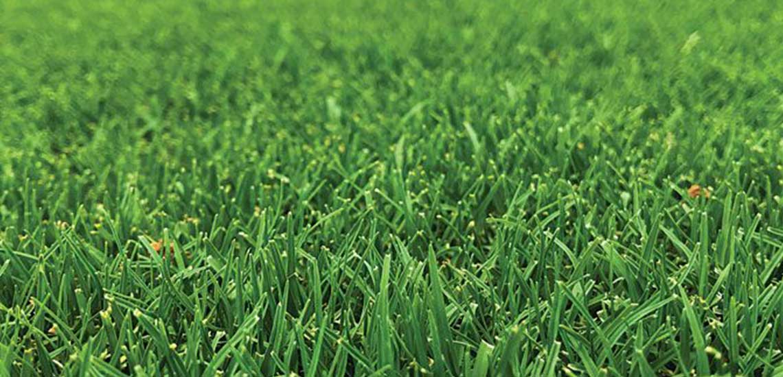 TiffTuff - The Game Changer - Active Turf Supplies