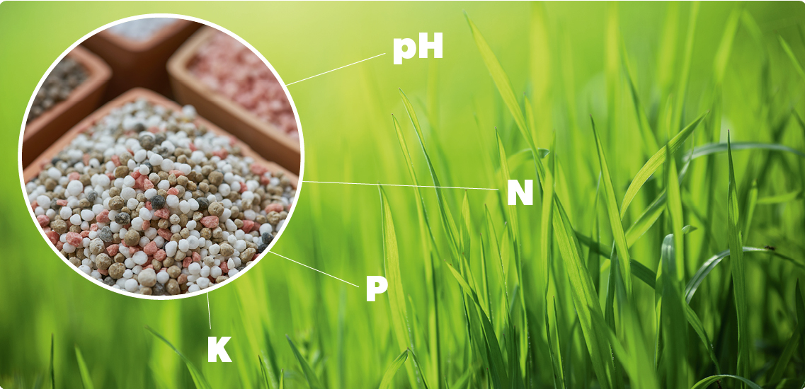 The right way to fertilise your lawn - Active Turf Supplies