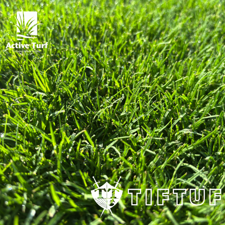 TifTuf Bermuda Grass - Active Turf Supplies