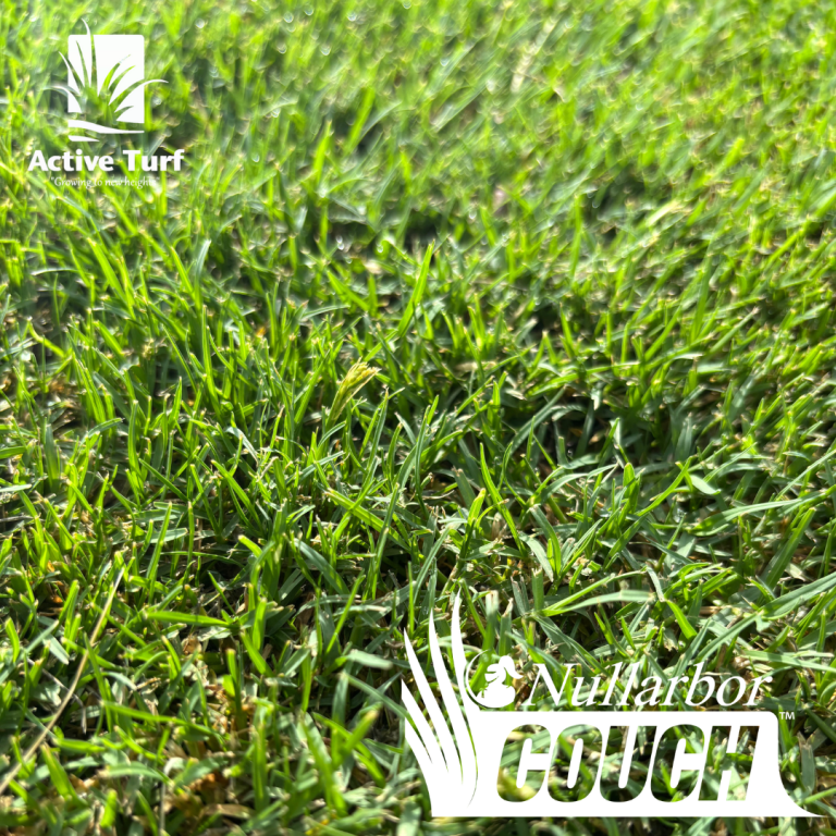 Nullarbor Couch - Active Turf Supplies