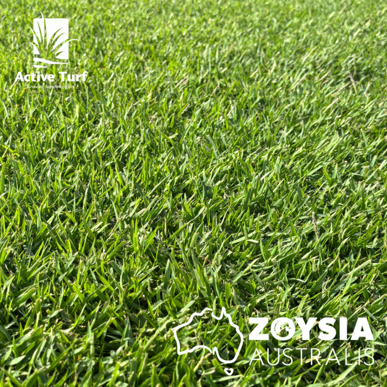Zoysia Australis - Active Turf Supplies